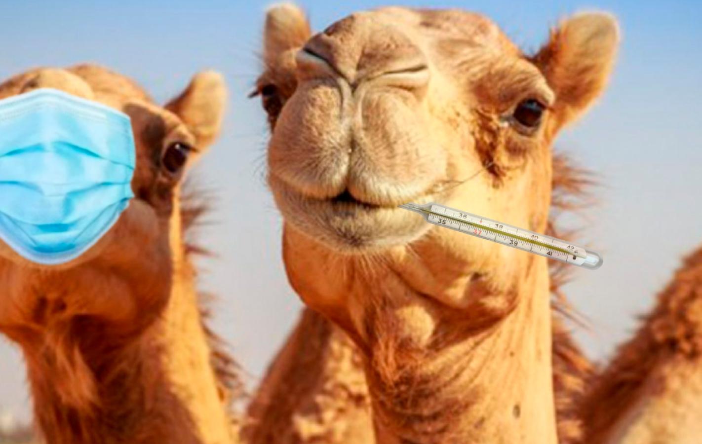 Qué es el virus del camello: síntomas y tratamiento del mal que aqueja ...